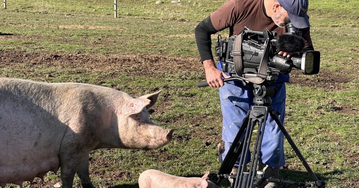 NZ Pork - Pixelz